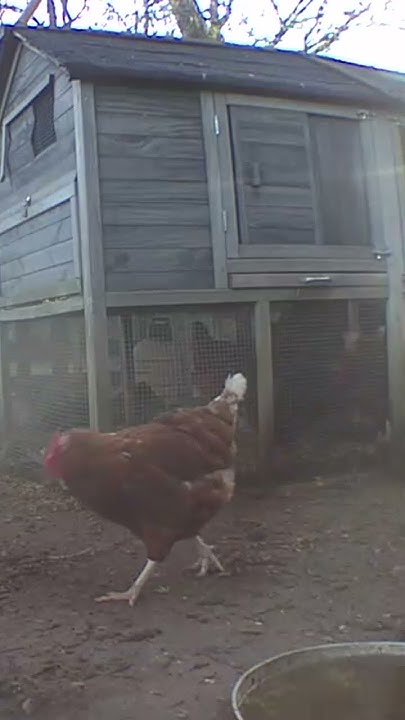 "Mine" - Chicken - YouTube