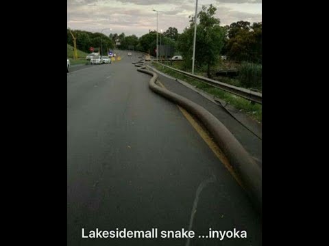 South Africa's Biggest Snake caught Live on camera - YouTube