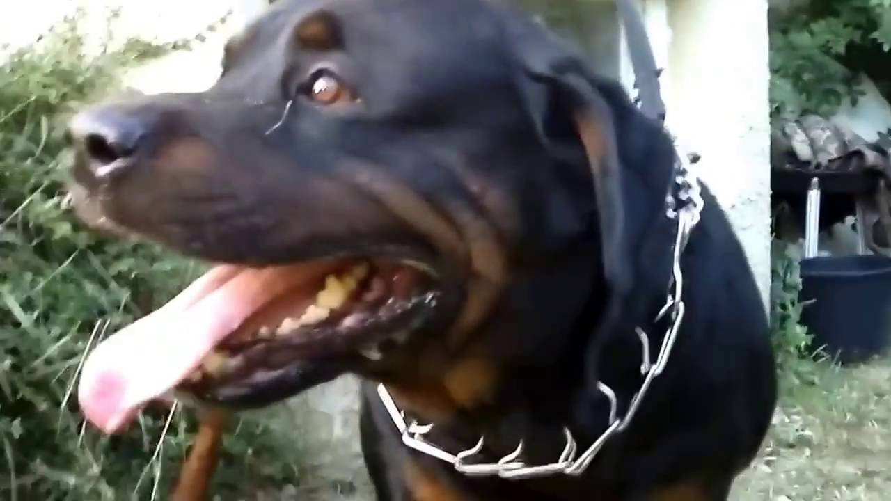 Rottweiler barking - YouTube