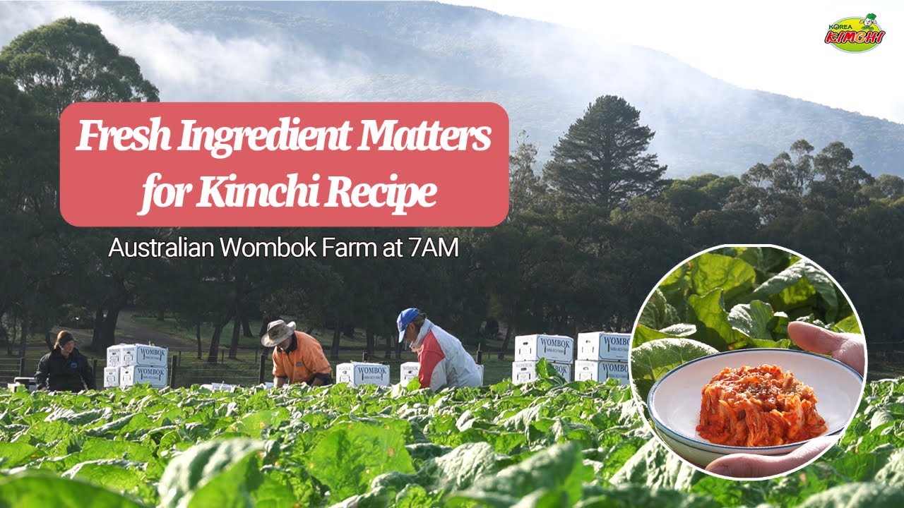Why ingredients matters for Kimchi. How we harvest it in Australia ...
