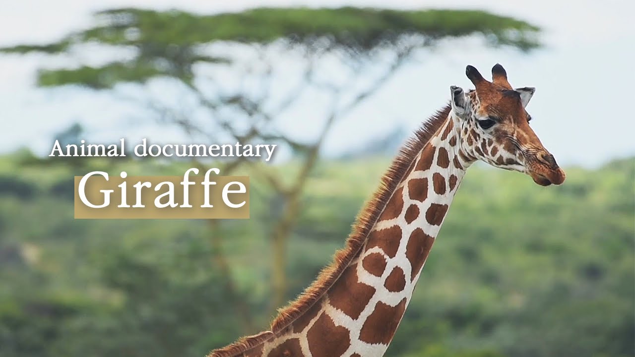 Giraffe [Animal Documentary] - YouTube