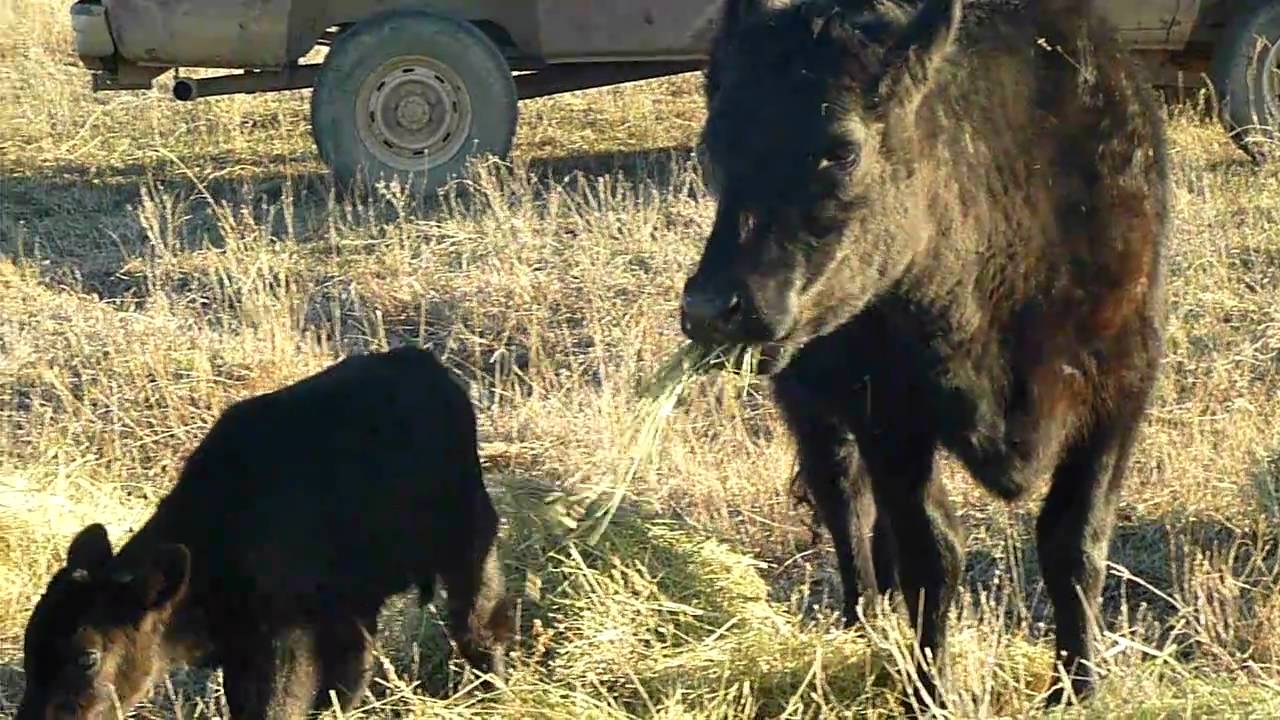 Belted Galloway with Dexter cross bull calf - YouTube