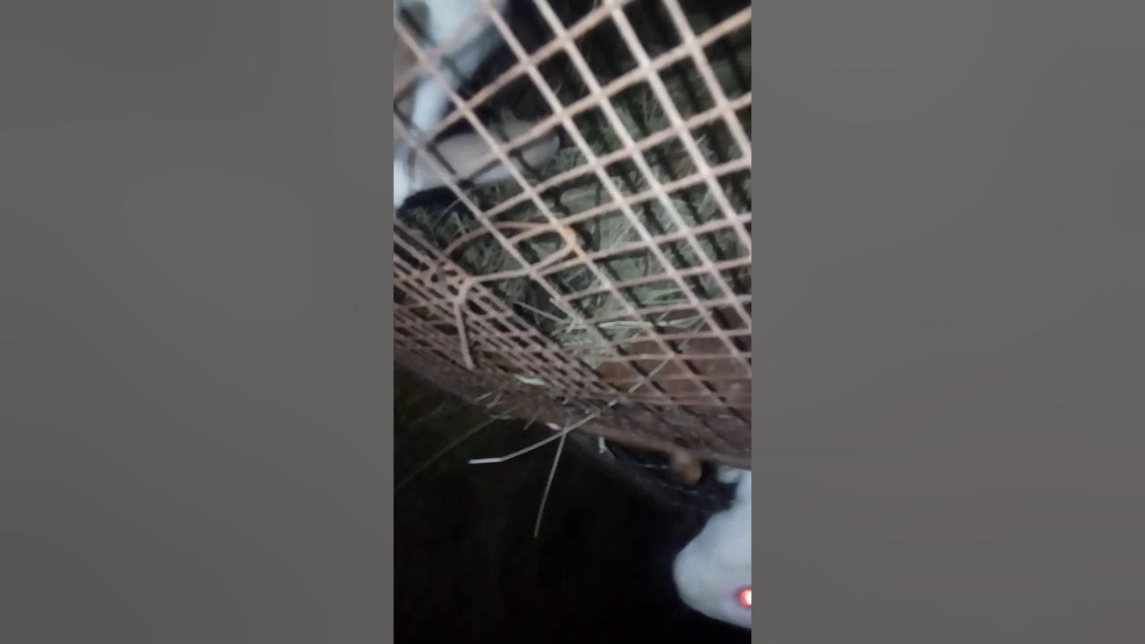 Кроличья лапка😢😑😑😟 - YouTube