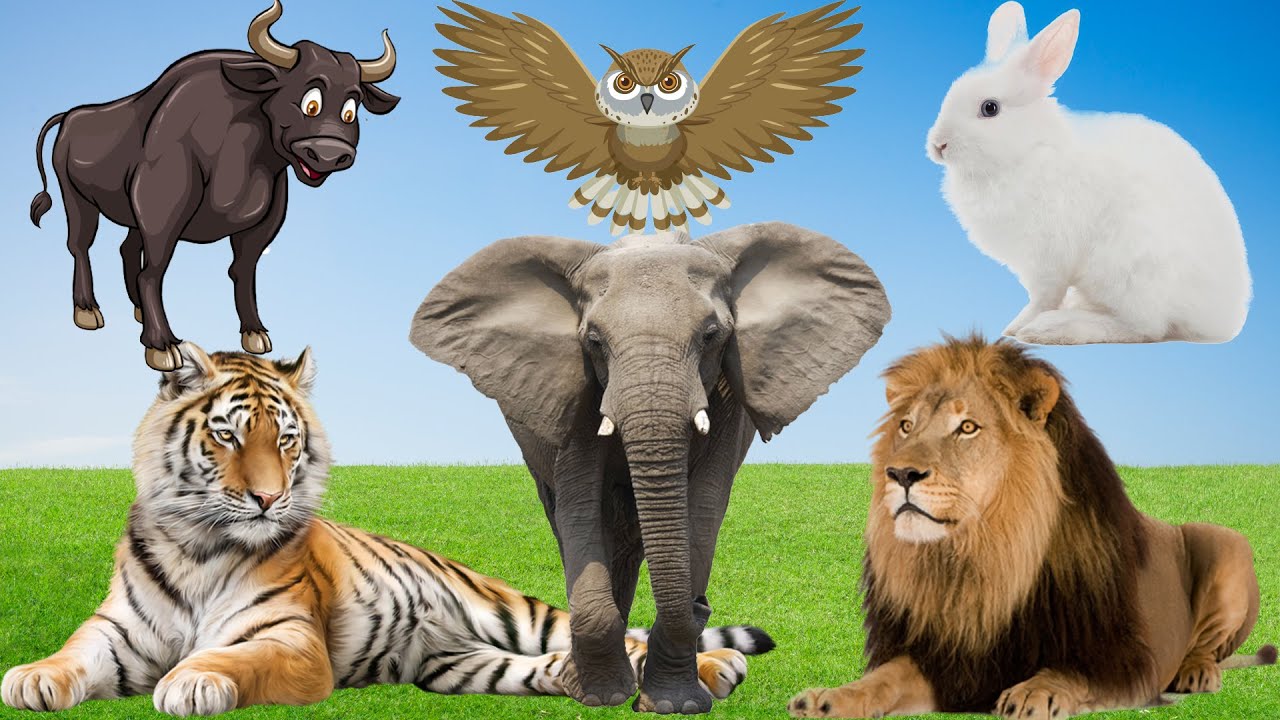 Animal sound synthesis in the forest, interesting farm: Elephant, Tiger ...