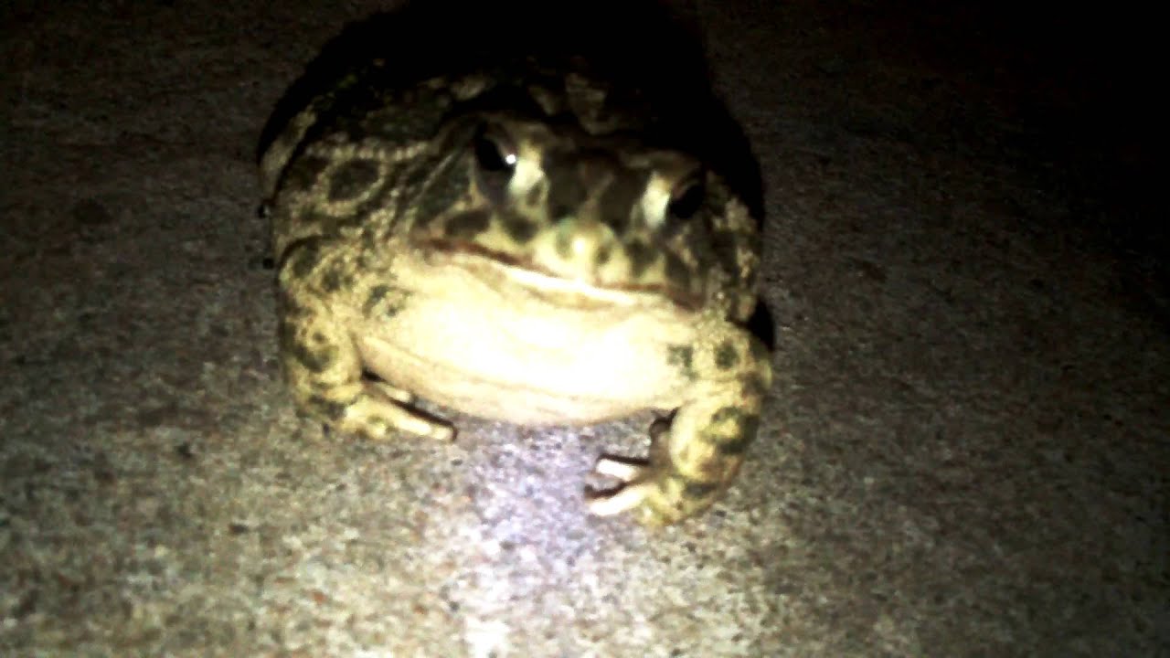 crazy hoppy monster thing - YouTube