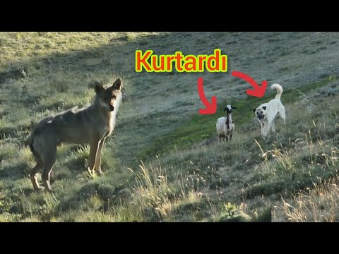 2 KURT SÜRÜYÜ BÖLDÜ ~TEK KÖPEK KURTLARIN ELİNDEN KOYUNU ALIP BAŞINDA BEKLEDİ 