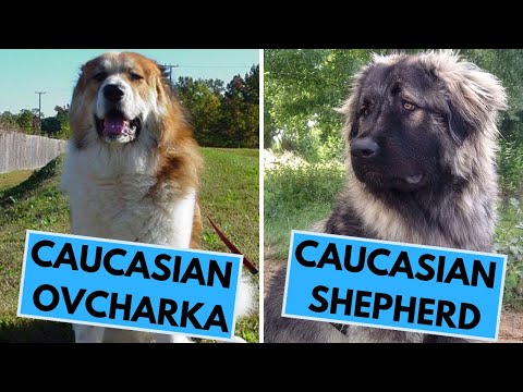 What differentiates a Caucasian Shepherd from a Caucasian Ovcharka ...
