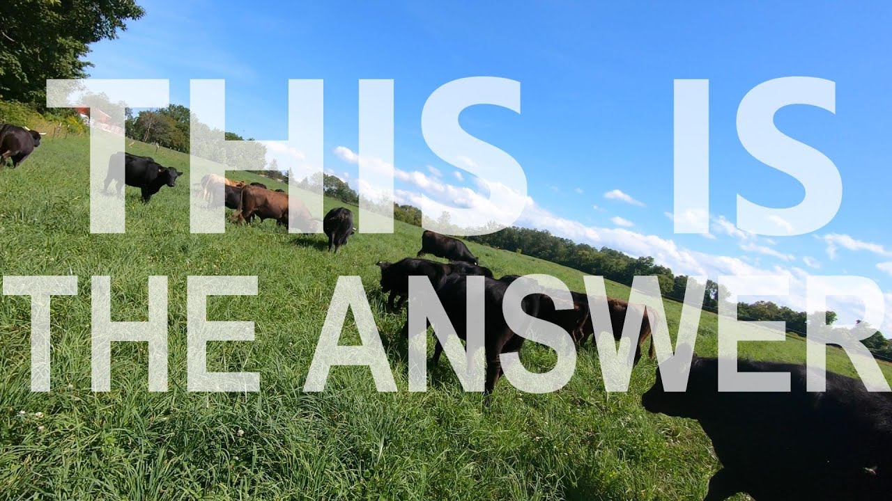 how BEEF CAN SAVE THE WORLD - YouTube