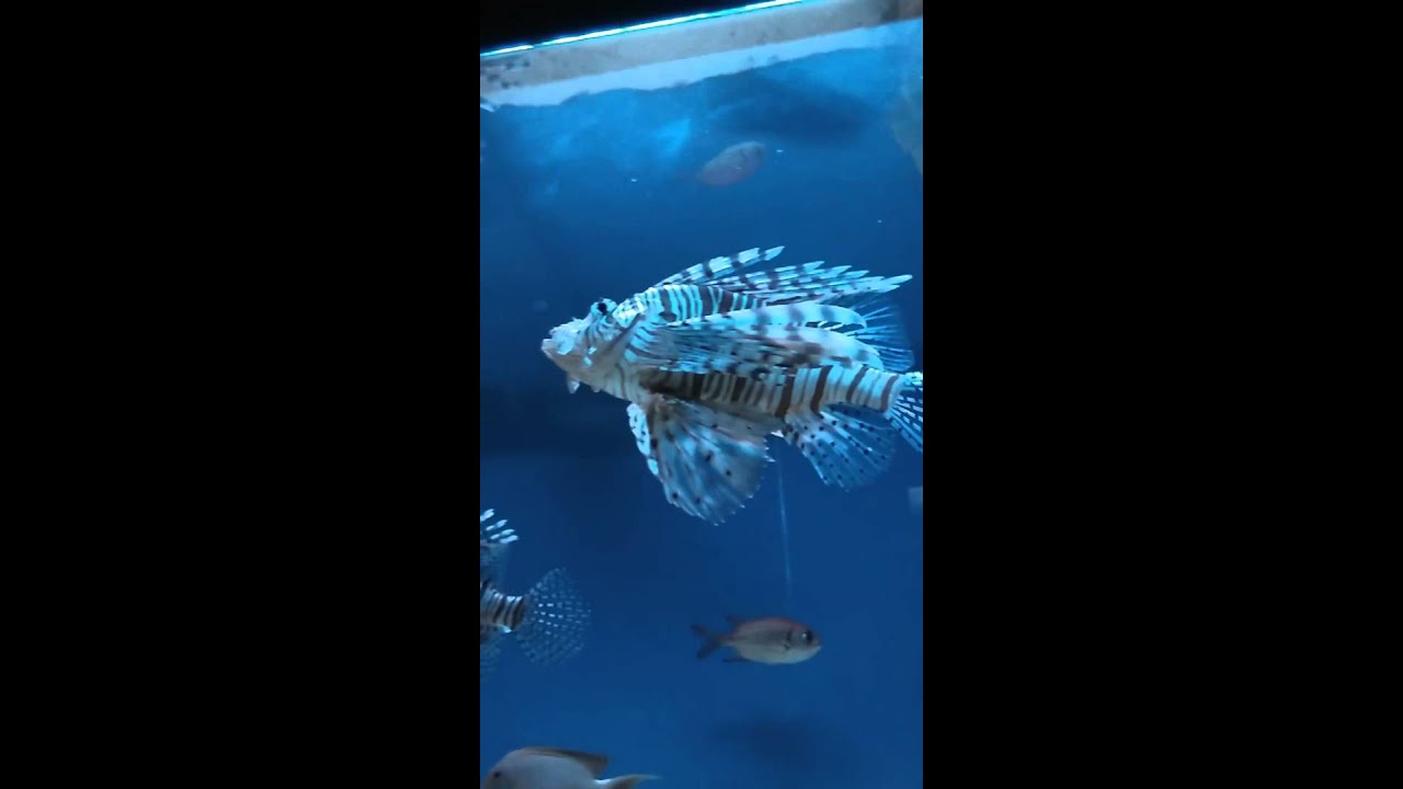 Jedovaté ryby - YouTube