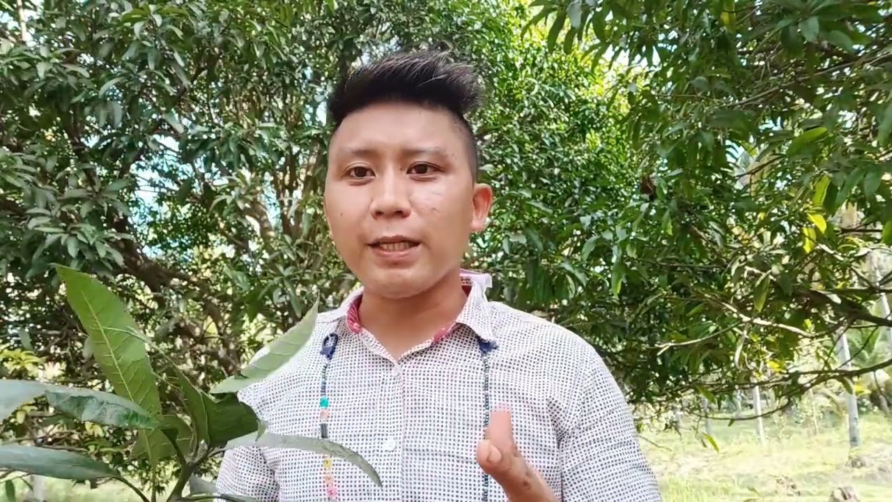 kaberts - Mango Flower Induction (pagpapabulaklak ng mangga) - YouTube