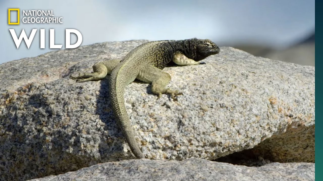 Lizards Risk Death For Food | Nat Geo Wild - YouTube