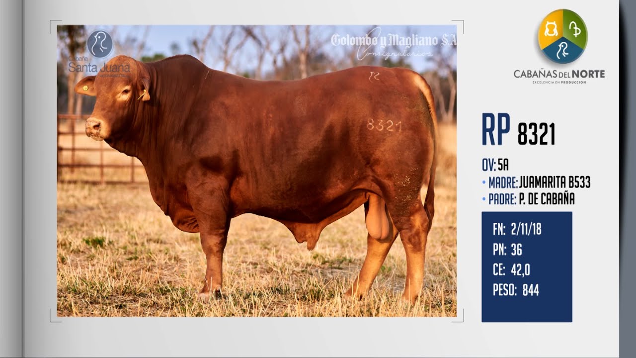 OV 5A RP 8321 - YouTube