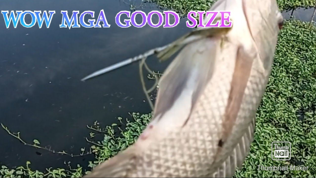 WOW MGA GOOD SIZE - YouTube