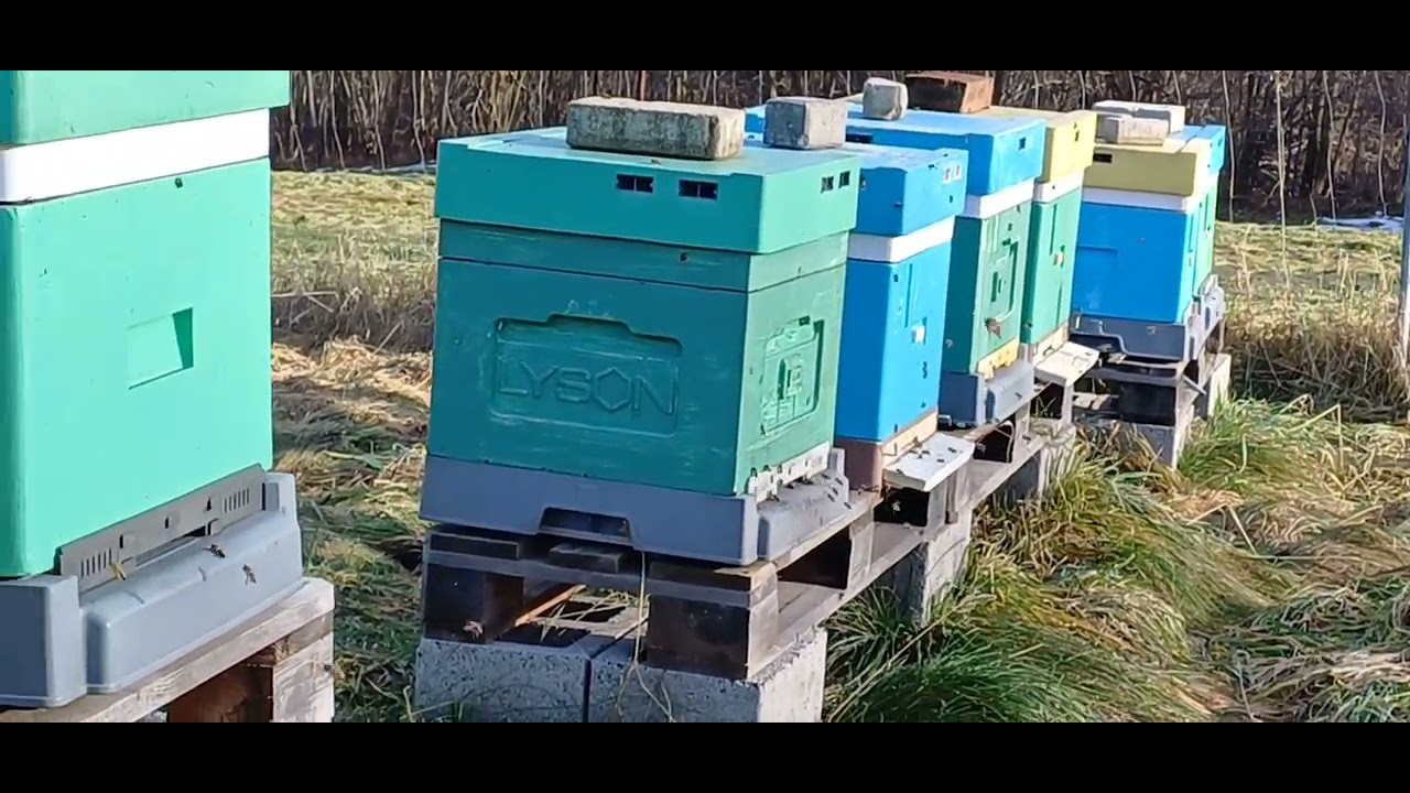 Oblot pszczół 10 grudzień 2025. - YouTube