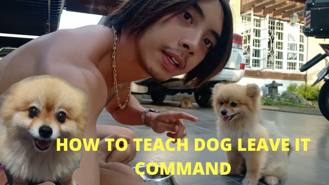 How to teach your dog "leave it command" 🐕 Vlog 6 #tikiboy - YouTube