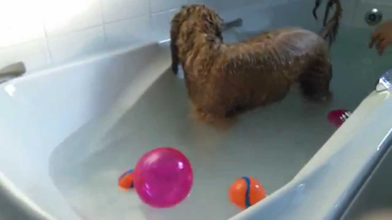 Bath Time Fun - Cockapoo - YouTube