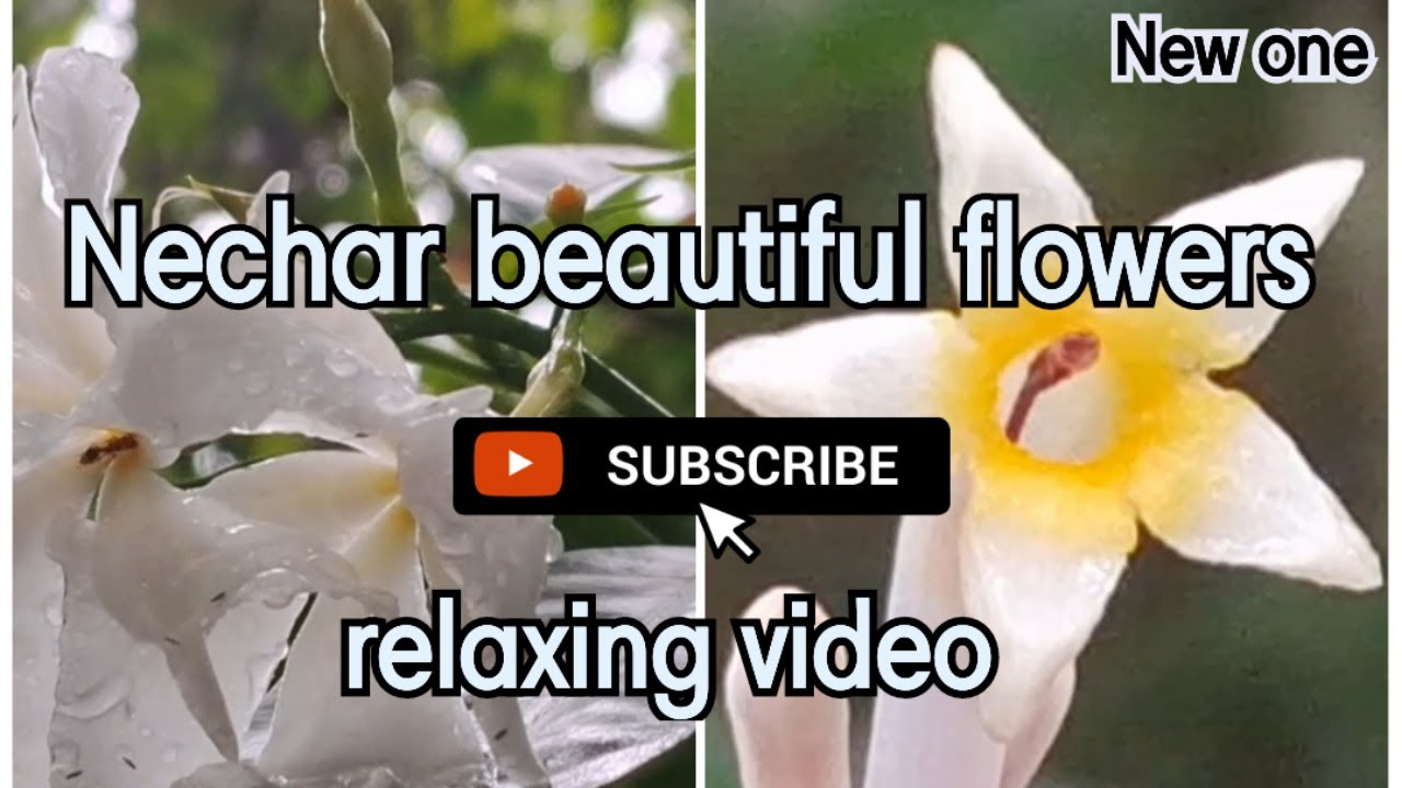 Relaxing Video Nechar Beautiful flowers - YouTube
