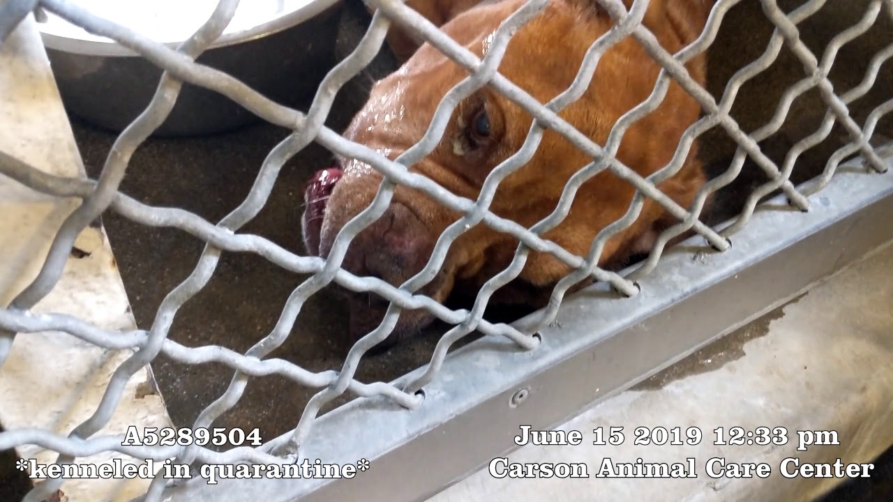 inhumane treatment of dog at the Carson Animal Care Center - YouTube