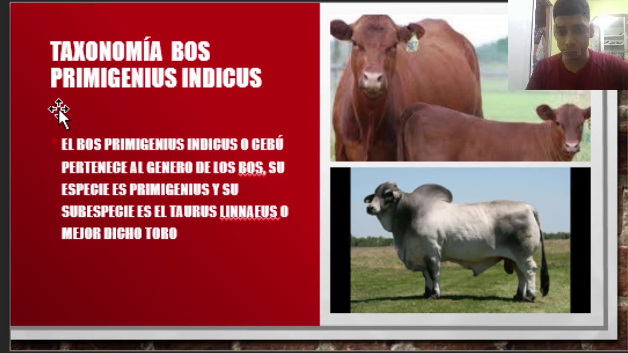 DESCRIPCIÓN DEL BOS PRIMIGENIUS INDICUS - YouTube