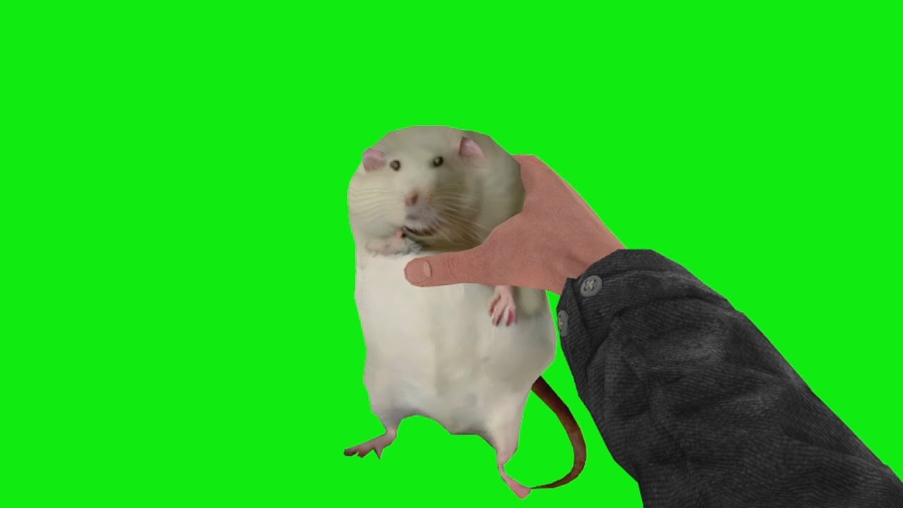 Holding Robert the Rat in First Person [GREEN SCREEN] - YouTube
