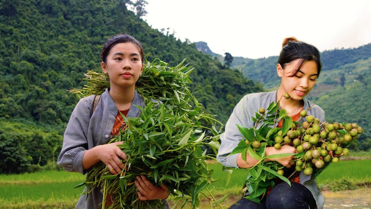 Harvesting wild lemons and water spinach on the farm to sell at the ...