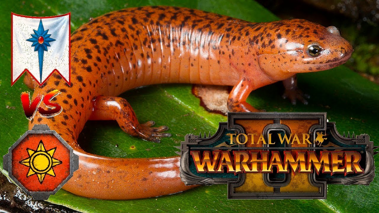 High Elves vs Lizardmen | THE DREADED SALAMANDER - Total War Warhammer ...