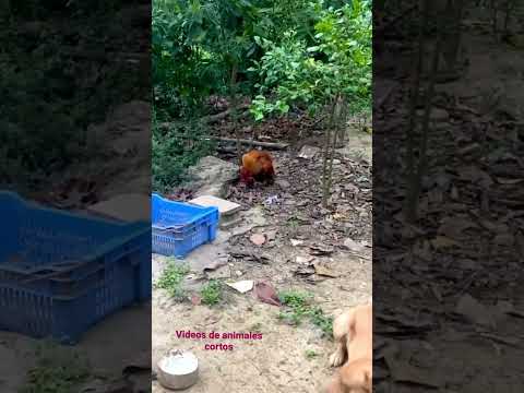Gallo pisando gallina 🐓. Chicken mating - YouTube