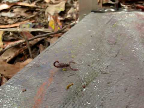 Little Brown Scorpion running around the camp -Feb 8th 2009 - YouTube