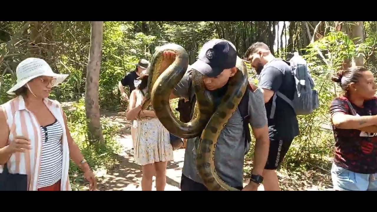 Jovem e linda Sucuri - Amazonas. CUIDADO AO ANDAR NA FLORESTAS E CAMPOS. - YouTube