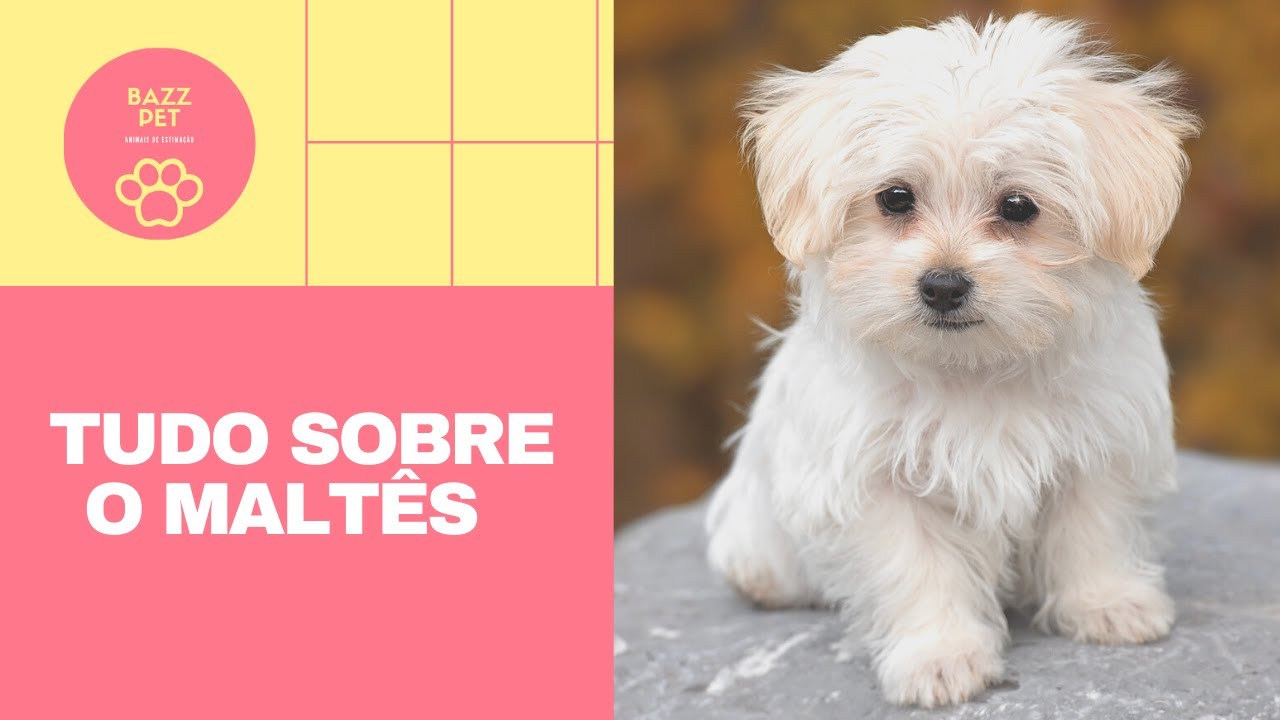 Maltês - O que essa raça tem de especial? - YouTube