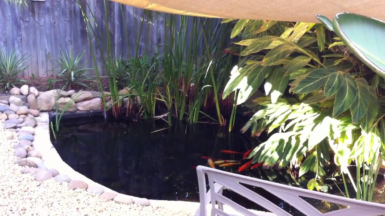 Koi fish pond Sydney Australia - YouTube