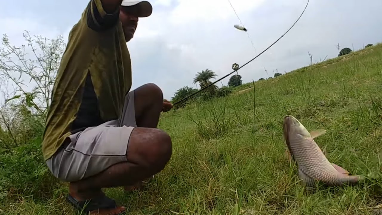 Fish hunting | Catching Rohu fishes - YouTube