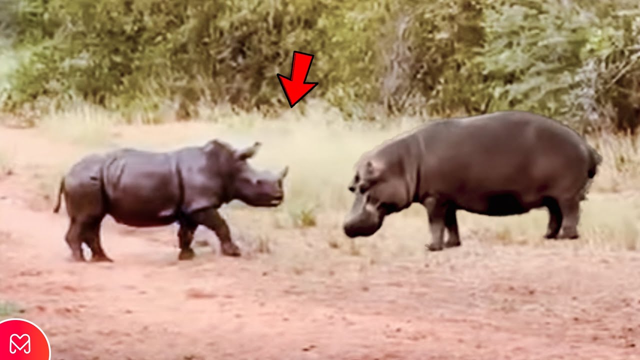 HIPOPÓTAMO ATACA RINOCERONTE E SE DA MAL - YouTube