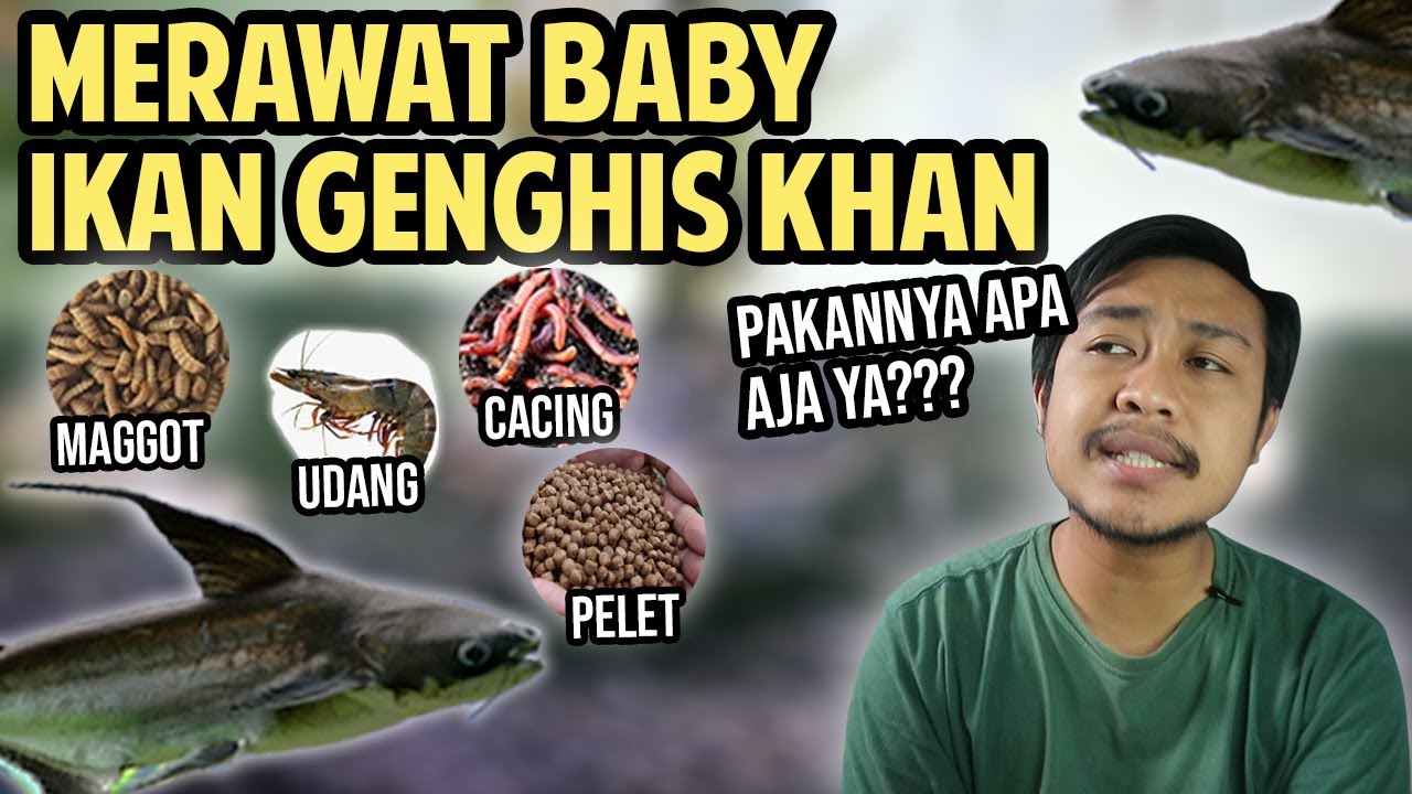 MERAWAT IKAN GENGHIS KHAN | INILAH PAKAN UNTUK BABY IKAN GENGHIS KHAN ...