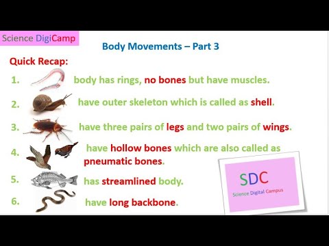 Body Movements Part 3 (CBSE Syllabus Class 6) - YouTube
