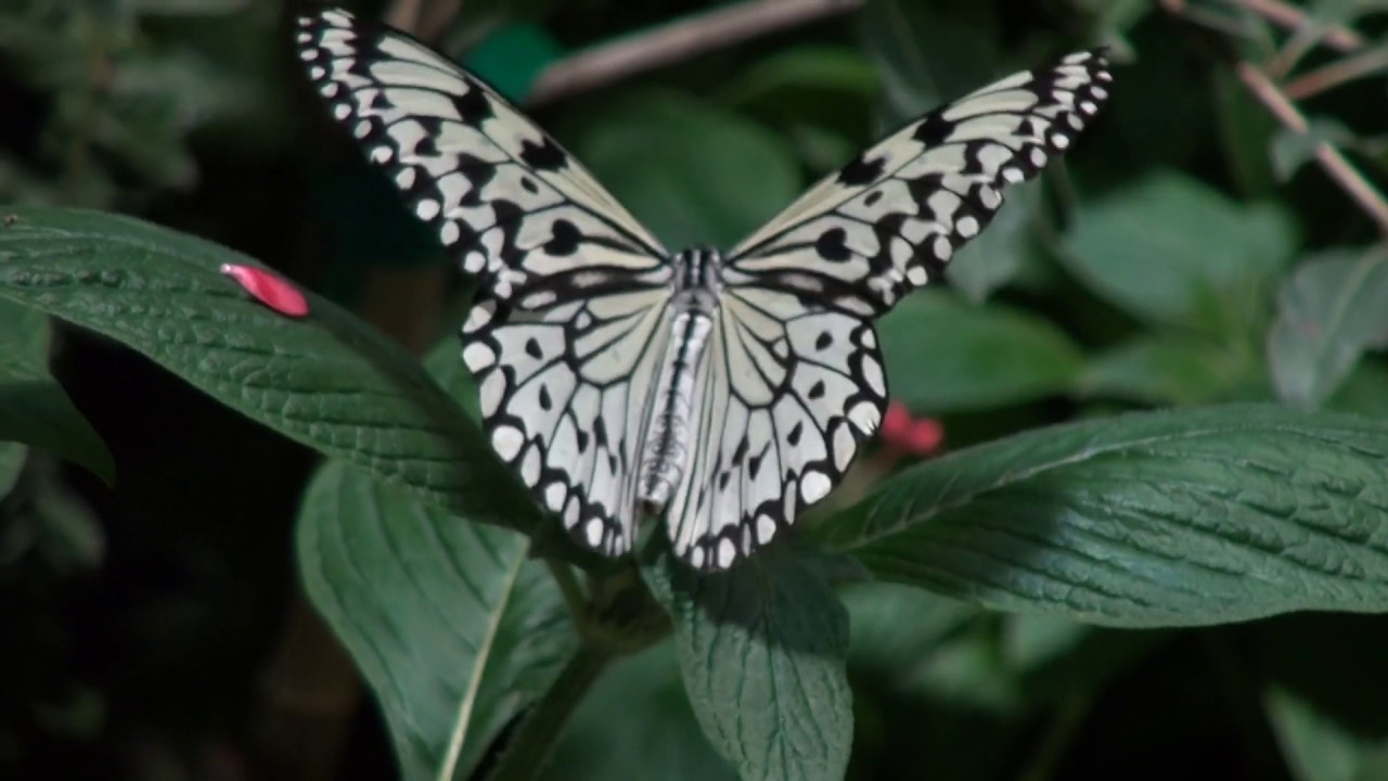 Invertebrate Biology Series: Plant-Insect Interactions, Part III - YouTube