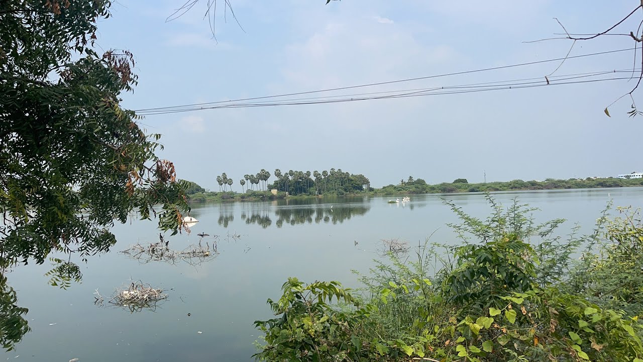 திருத்தங்கல் செங்குளம் கண்மாய் Tour of sengulam - YouTube