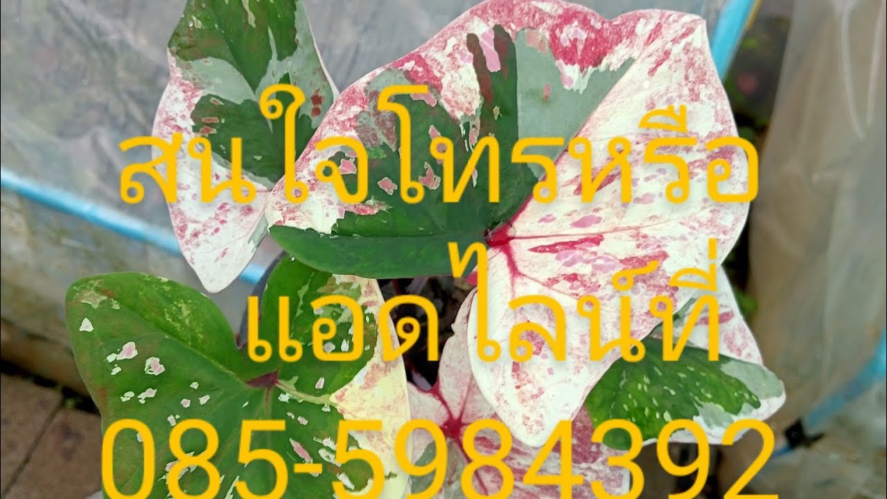 8/8/66บอนสีเบาๆราคาแบ่งปันเช่นเคยครับสนใจโทรหรือแอดไลน์ที่085-5984392 ...
