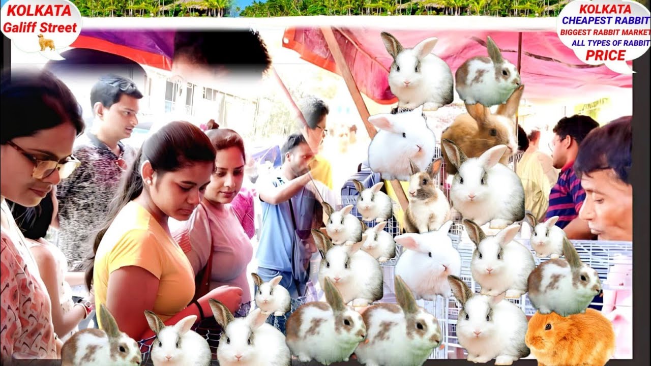 RABBIT HAMSTER RECENT PRICE AT GALIFF ! CHEAPEST RABBIT HAMSTER MARKET ...