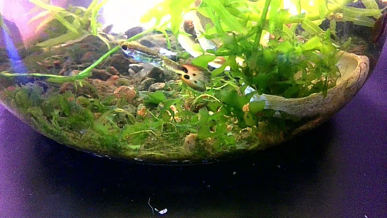 Wonder World of Simple Aquarium - YouTube