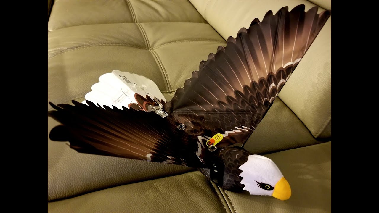 Go Go Bird Eagle flight - YouTube