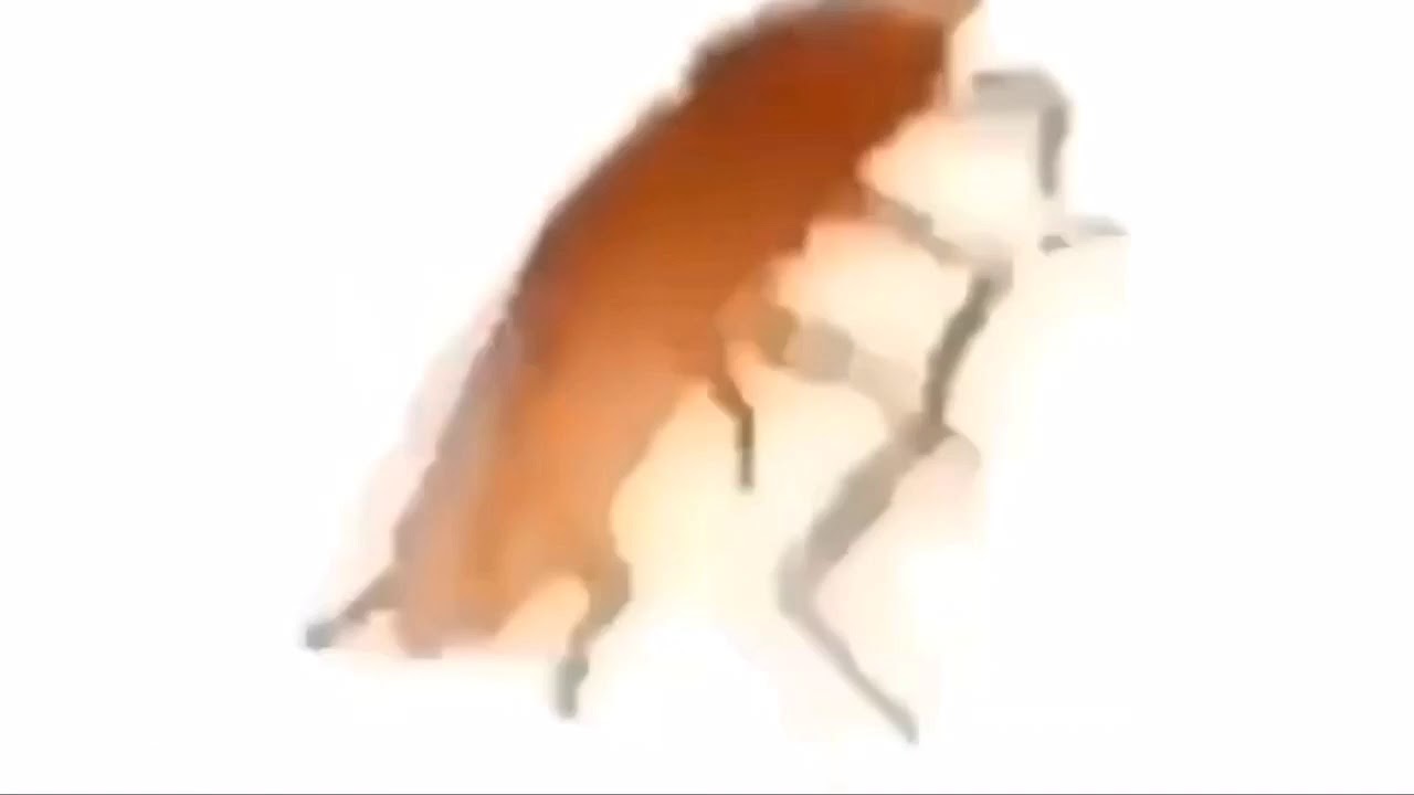 silly dancing roach is cool as bruh! - YouTube