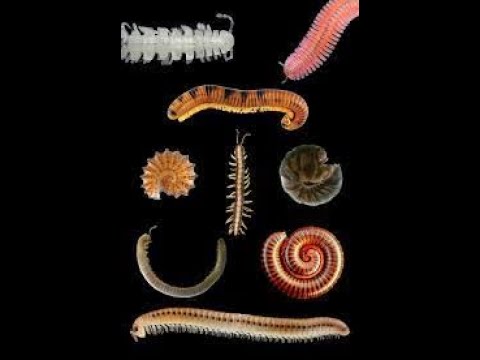 Top of the world's scariest and most multi legged animals - YouTube