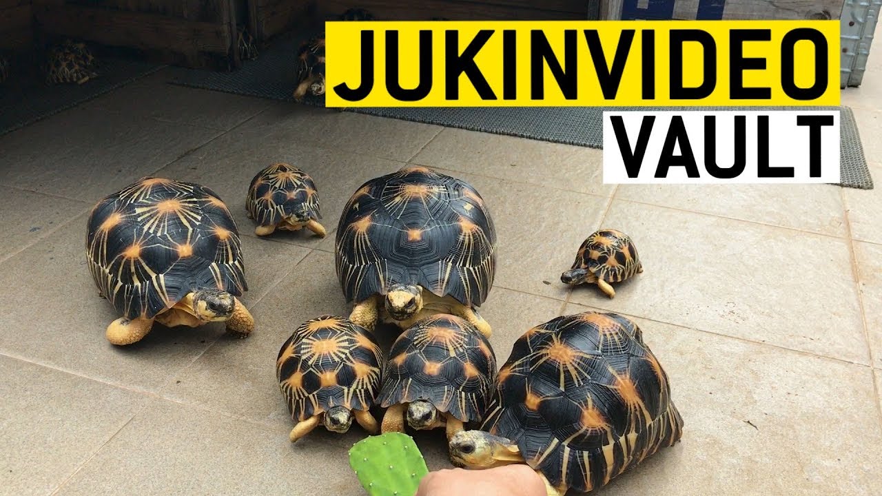 The Vault: Reptile Dysfunction | This is Happening - YouTube