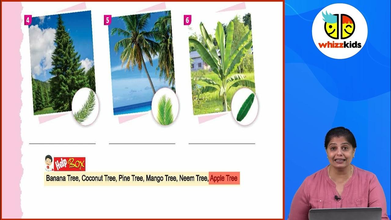 Ch 2 | Sangam Semester 2 | GK | Class 1 | Trees And Their Leaves | For children - YouTube