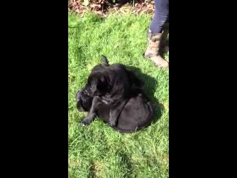 Cuccioli di Cane Da Pastore Italiano 3 - YouTube