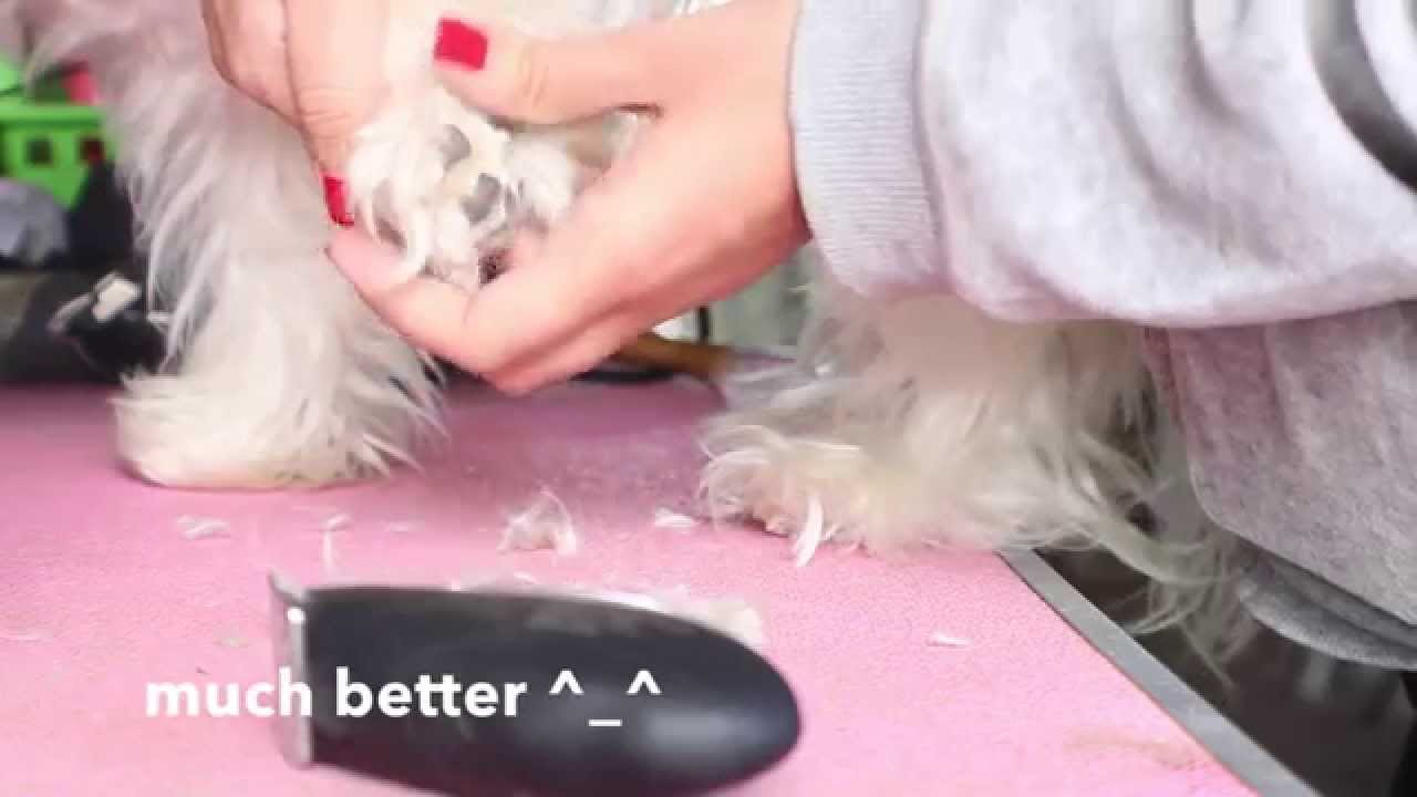 How To Trim Maltese Paw Pads YouTube how-to-trim-maltese-paw-pads-youtube