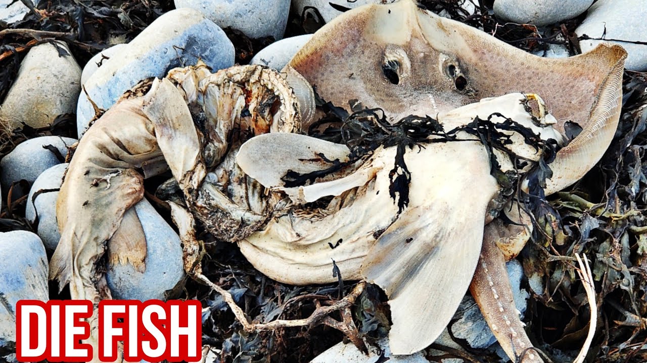 walk along the beach and found loads of sea creatures die #aberthaw ...