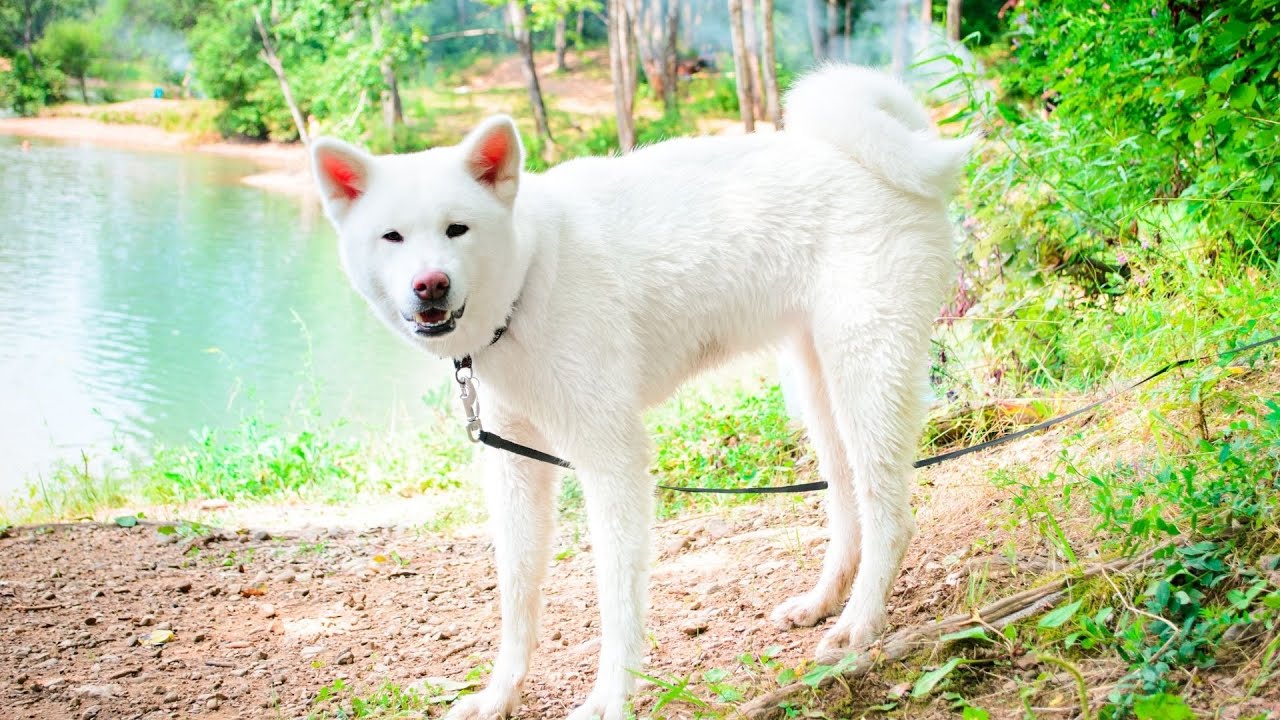 Training Your Akita for Scent Work - YouTube