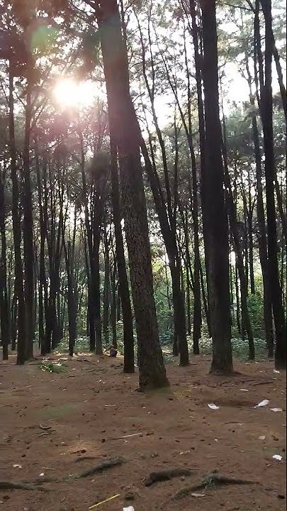 Hutan Pinus Buperta Cibubur #shorts #short - YouTube